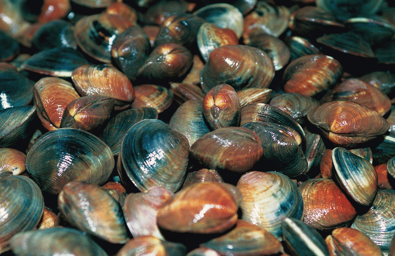 Shellfish Industry - Big Bend Shellfish Trail