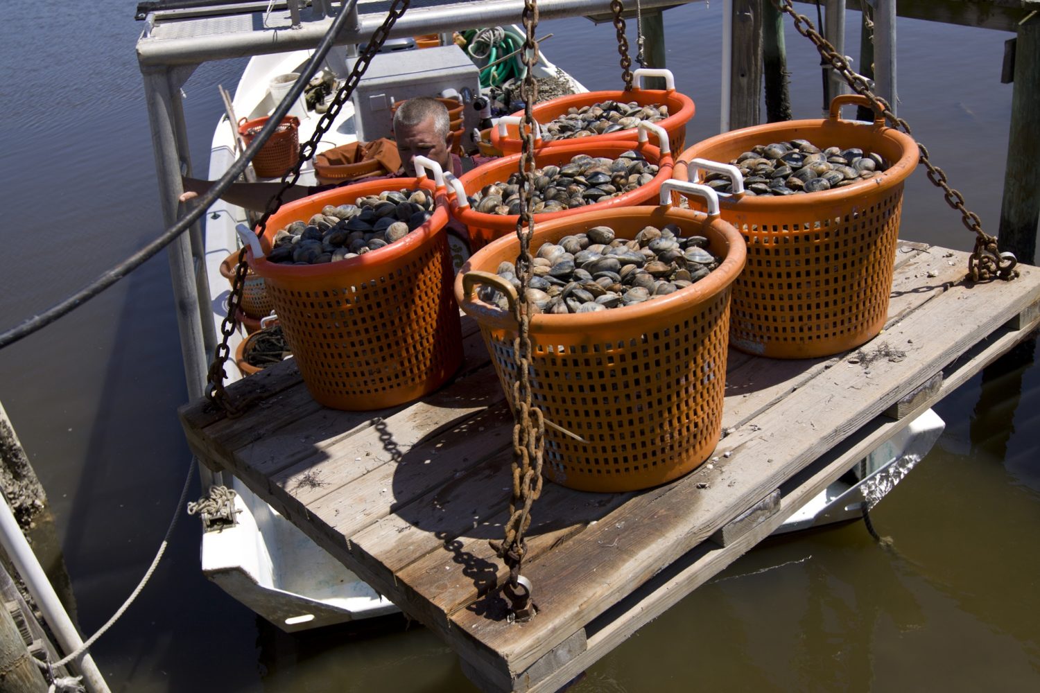 Shellfish Processing - Big Bend Shellfish Trail