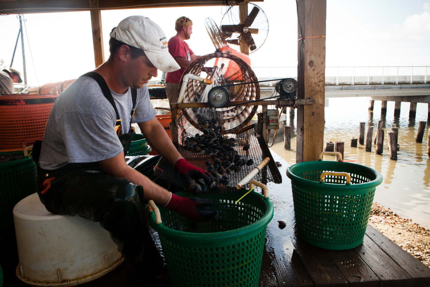 Shellfish Processing - Big Bend Shellfish Trail