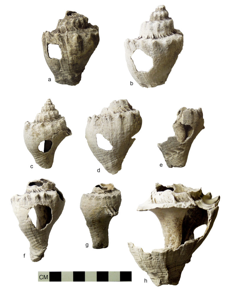 Ancient People - Big Bend Shellfish Trail