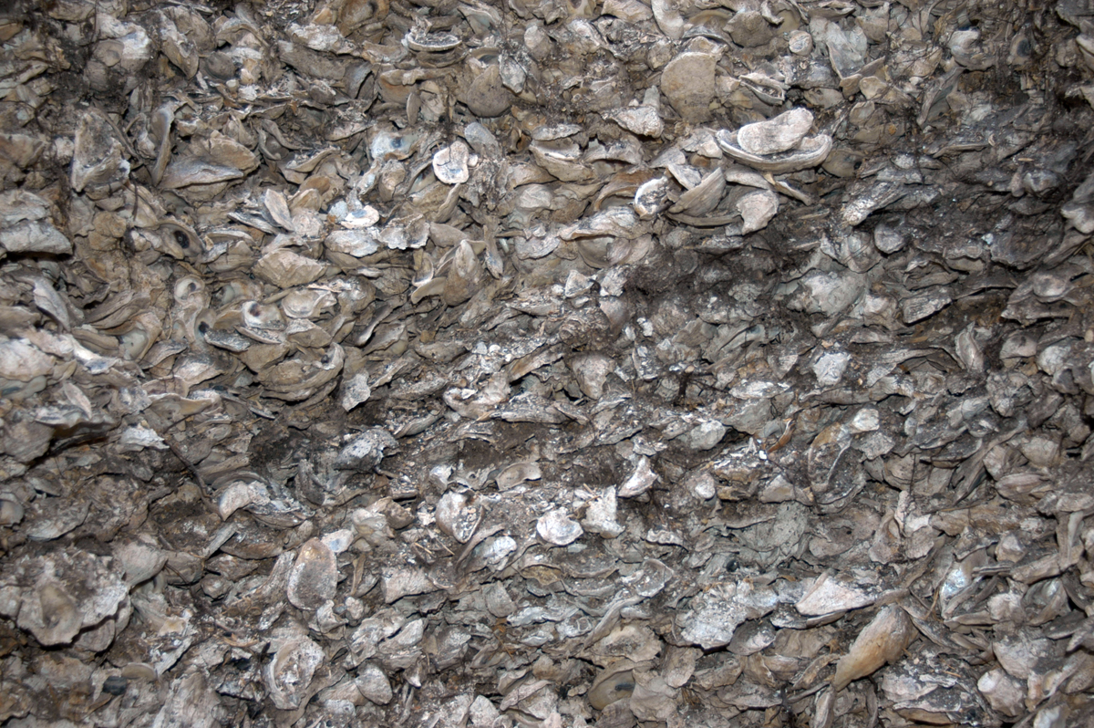 Ancient People - Big Bend Shellfish Trail