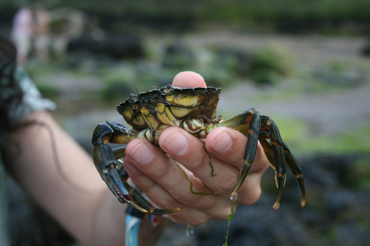 Harvesting and Cooking Shellfish - Big Bend Shellfish Trail