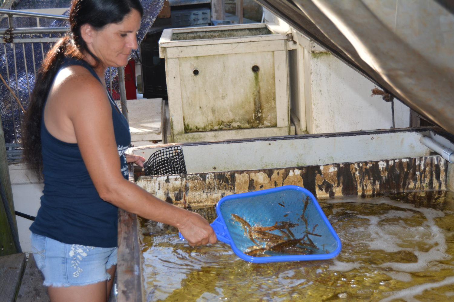 Commercial Shellfish Harvesting - Big Bend Shellfish Trail