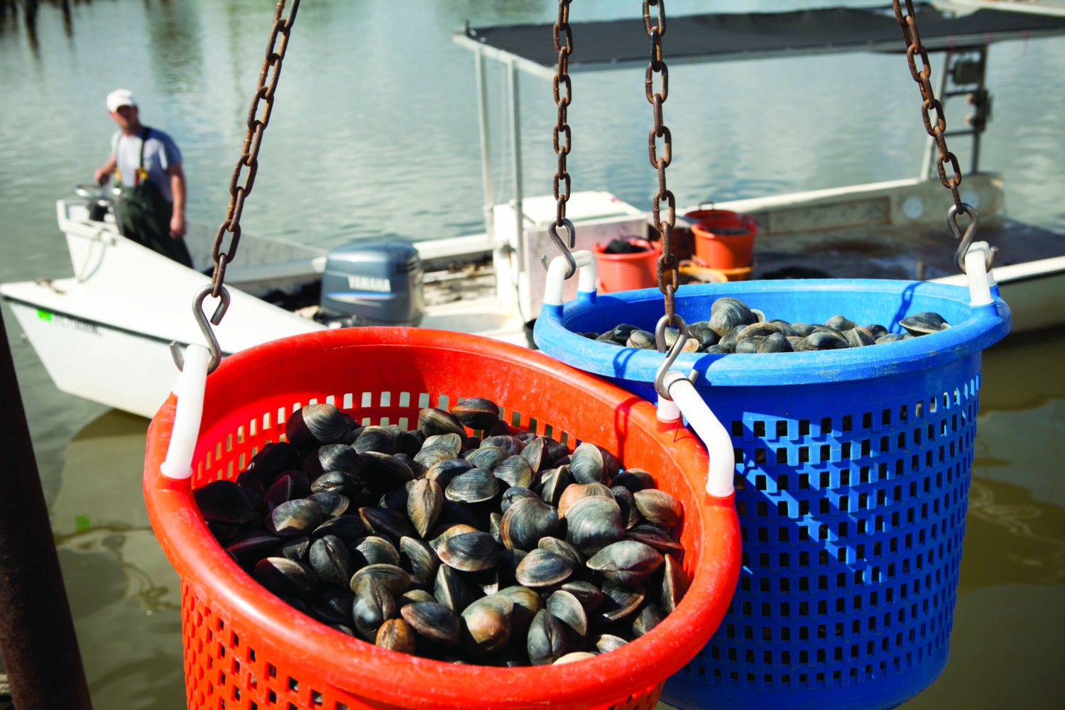 Shellfish Processing - Big Bend Shellfish Trail